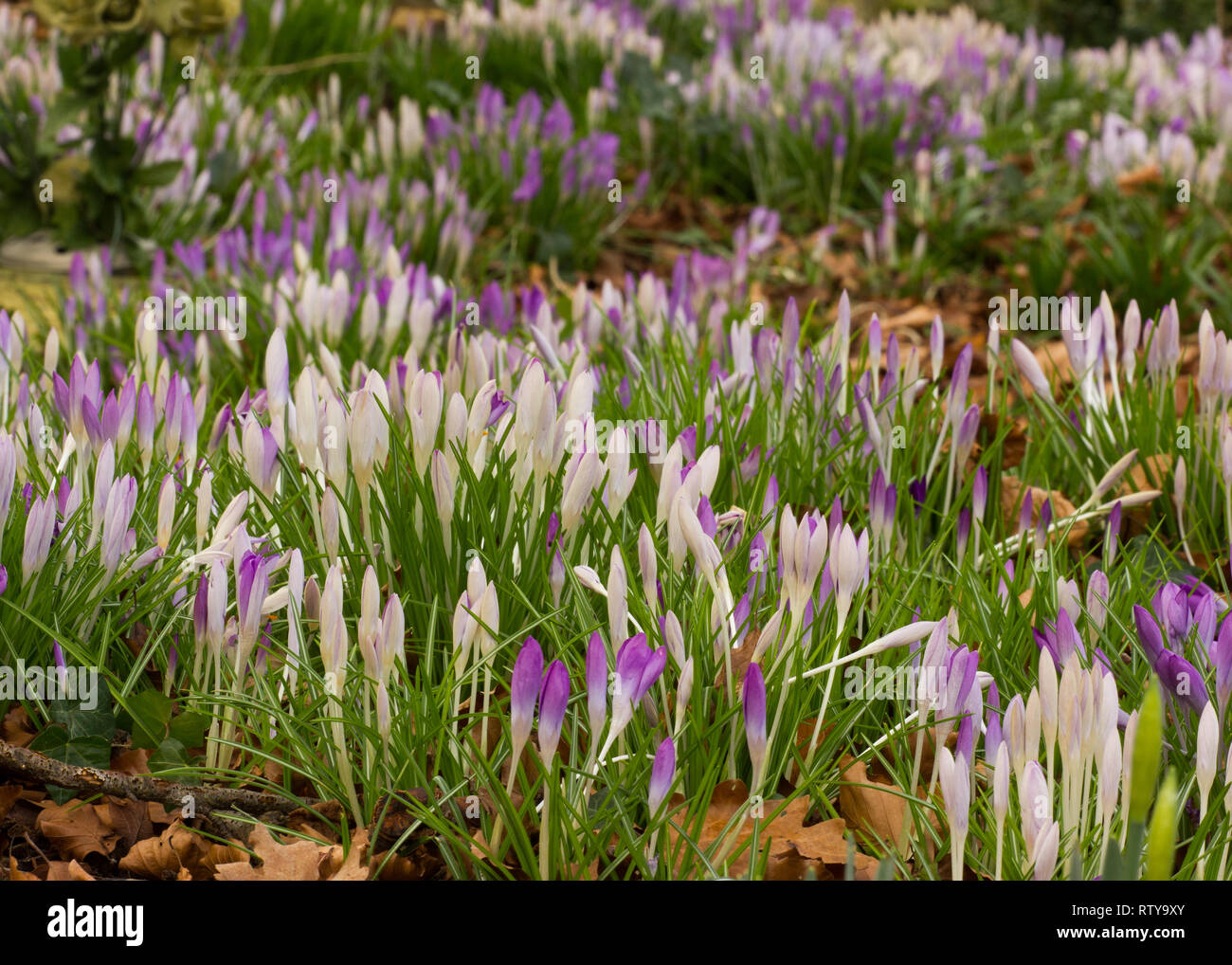 White and Lilac Crocus flowers in Derbyshire Church yard - UK Stock ...