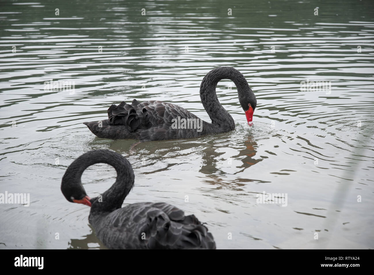 A black swan swims in a pond. China Stock Photo - Alamy