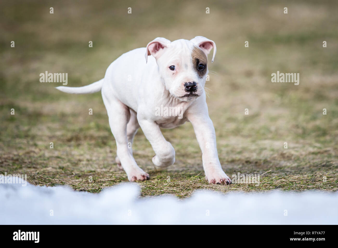 Pitbull Running Meadow High Resolution Stock Photography and Images - Alamy