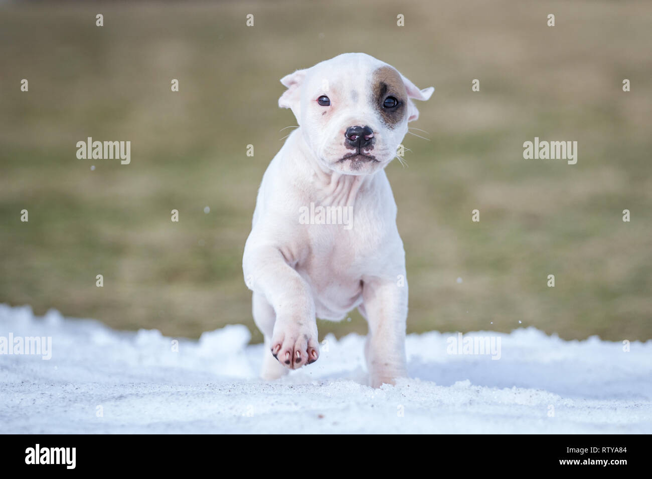Bulldog type puppy running Stock Photo - Alamy