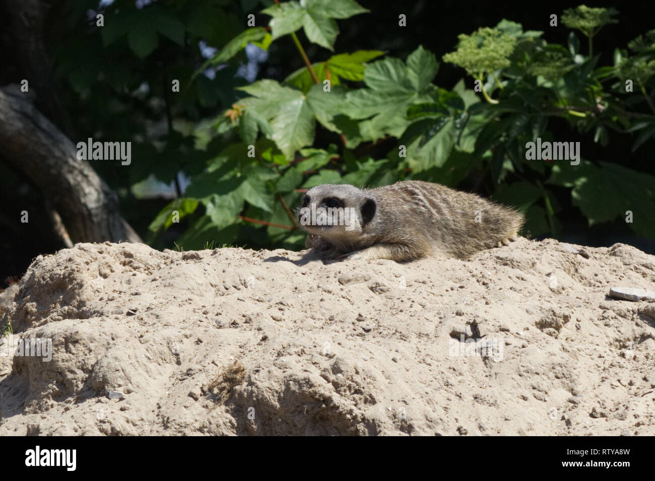 Alert Meerkat laying on rocks Stock Photo - Alamy
