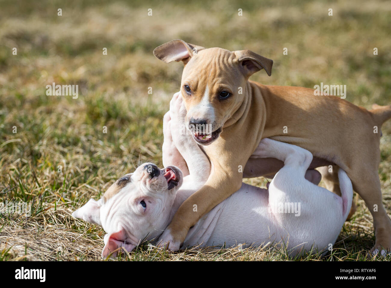 Bulldog type puppies playing Stock Photo - Alamy
