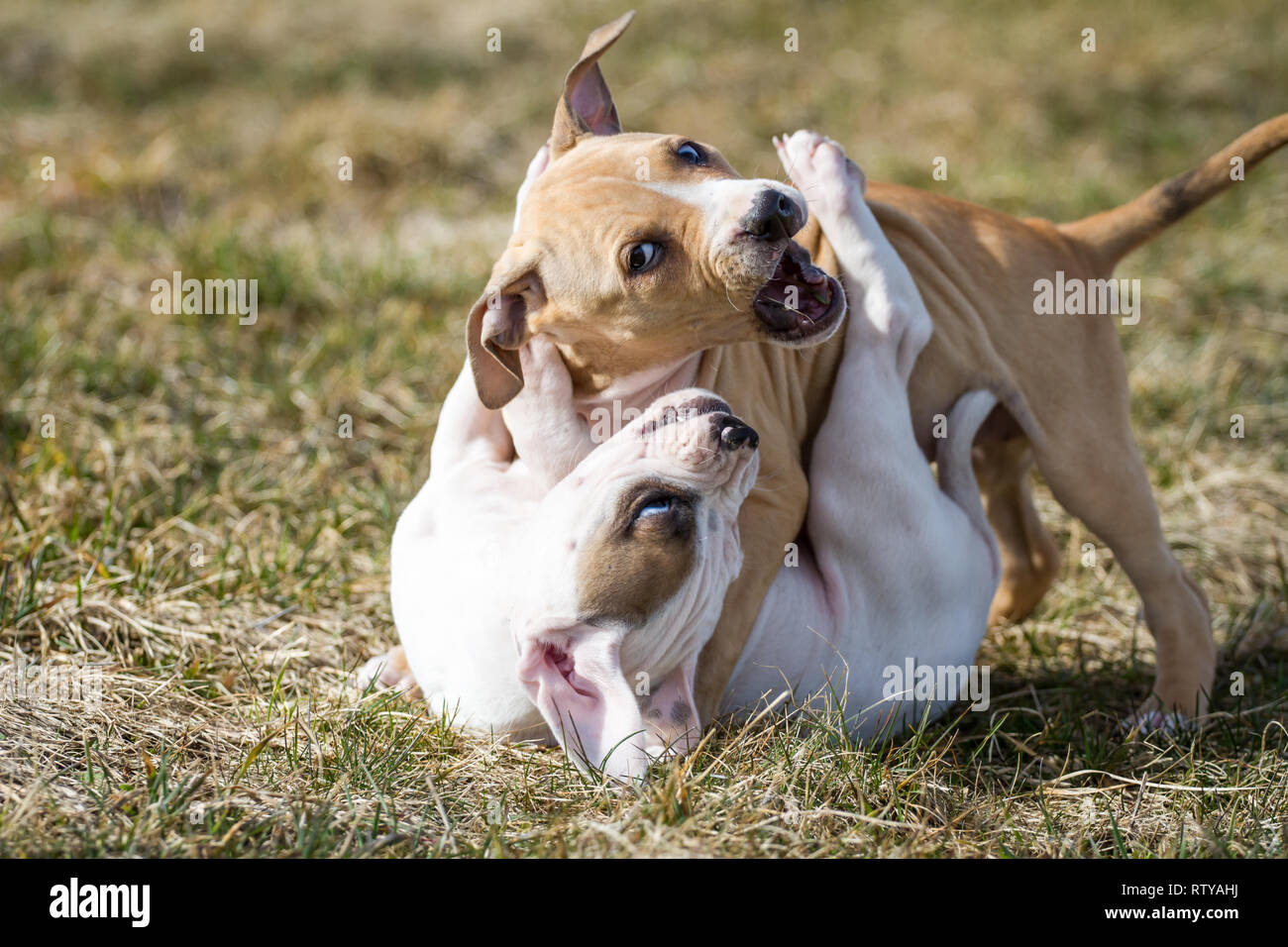 Pitbull puppies hi-res stock photography and images - Alamy