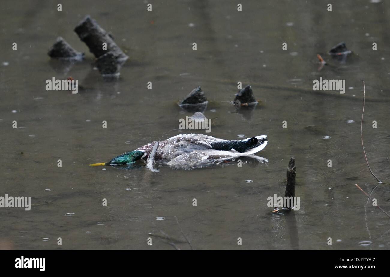 A dead male mallard lies in the water ar New Mills Nature Reserve Stock ...