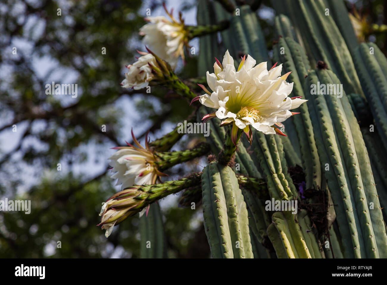 San pedro cactus hi-res stock photography and images - Alamy
