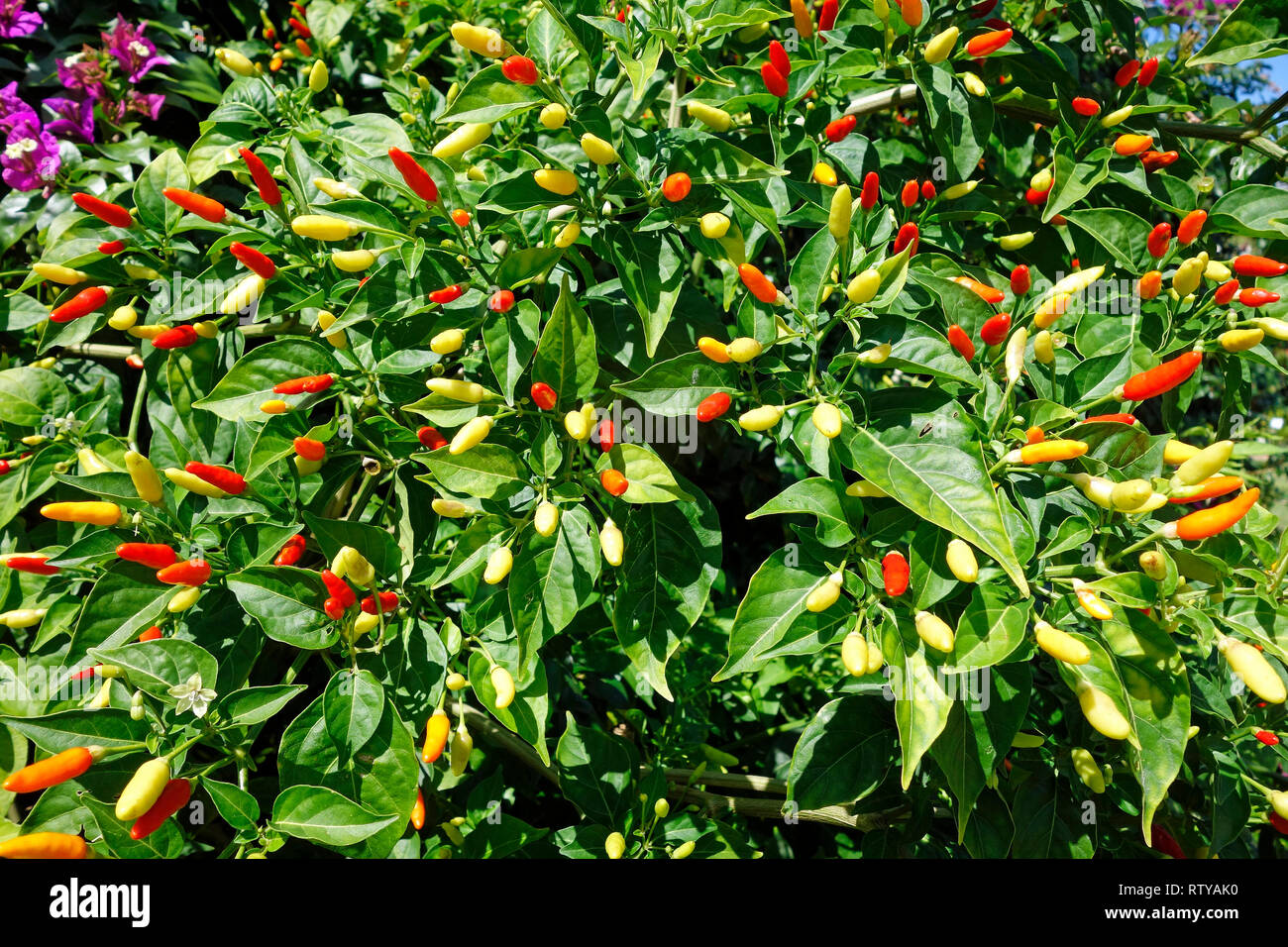 The Bird Pepper plant, Capsicum species Stock Photo - Alamy