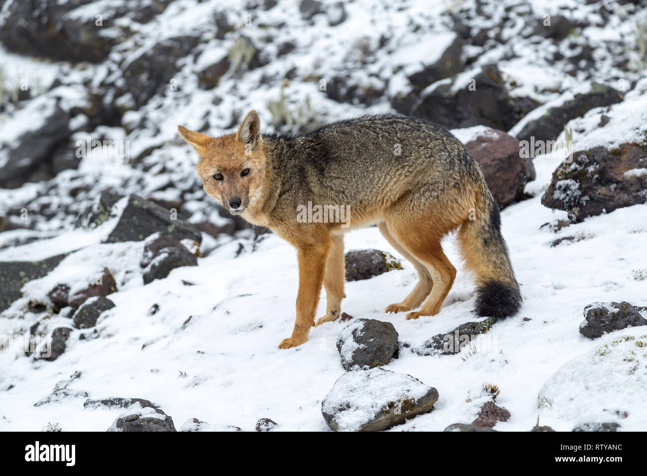 Wolf or Andean fox walking on the snow behind the mountaineers Stock ...