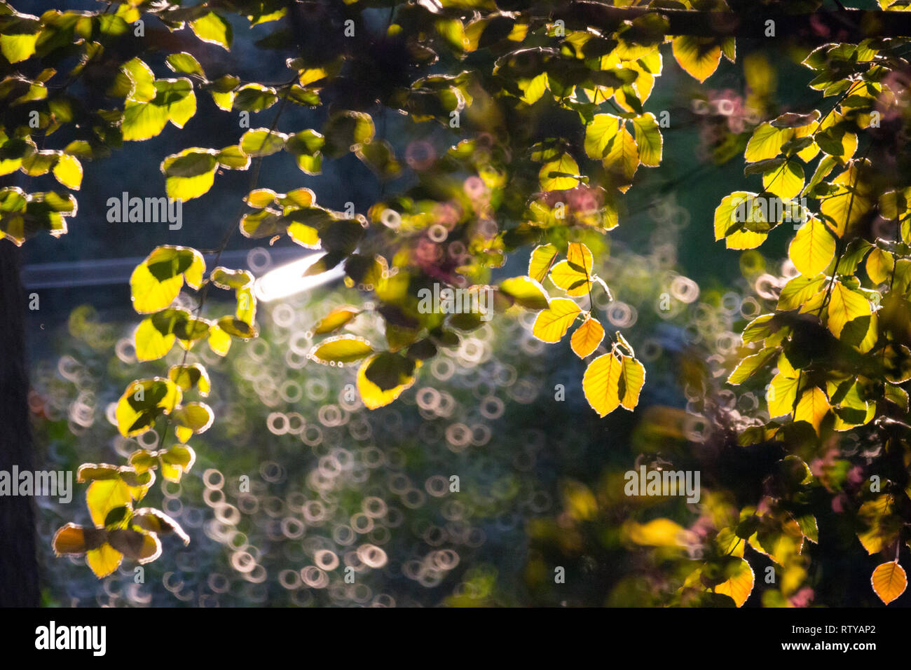 mirror,lens,effect,doughnuts,autumn,leaves,leaf, brown,golden,light ...