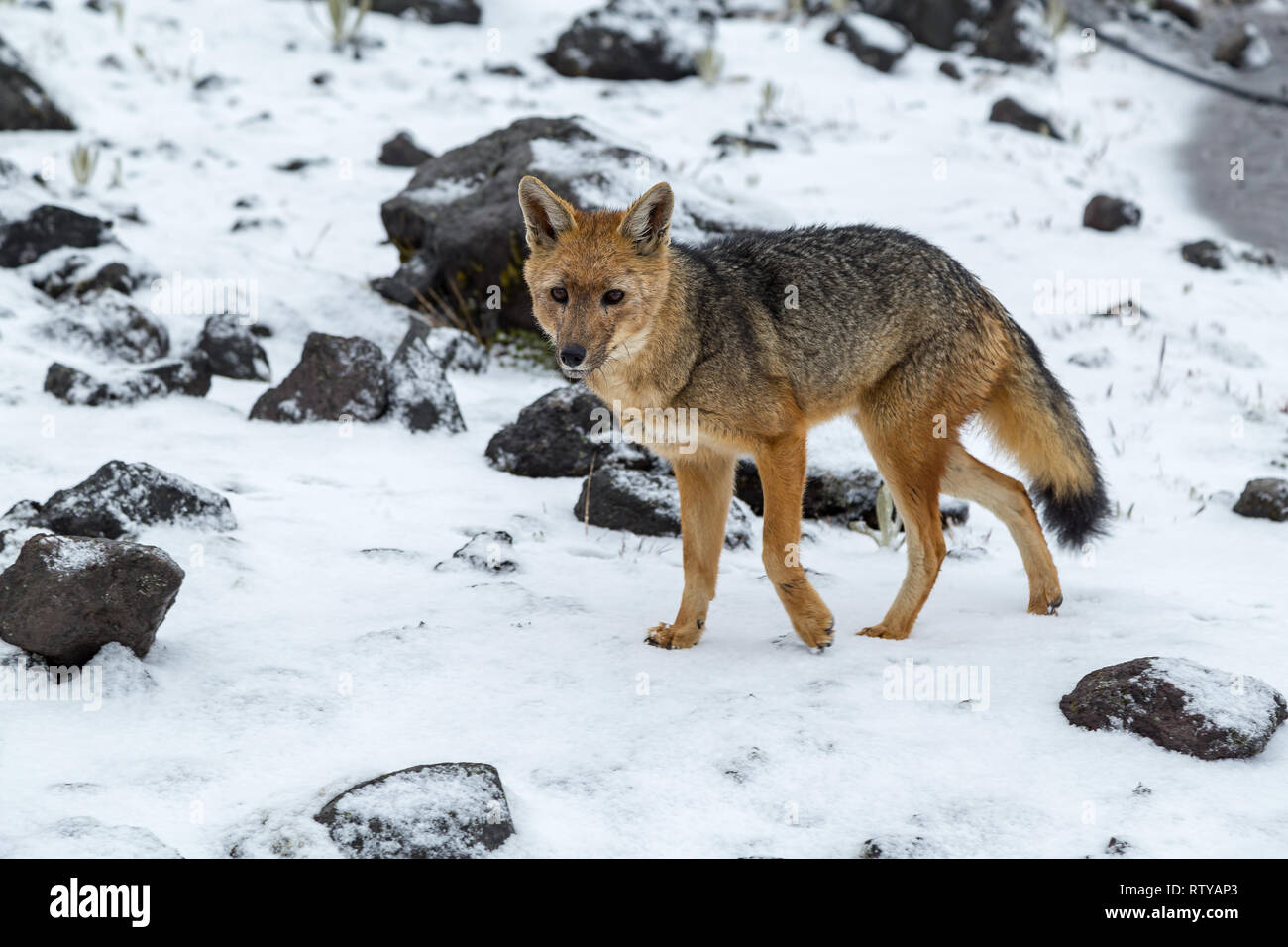Wolf or Andean fox walking on the snow behind the mountaineers Stock ...