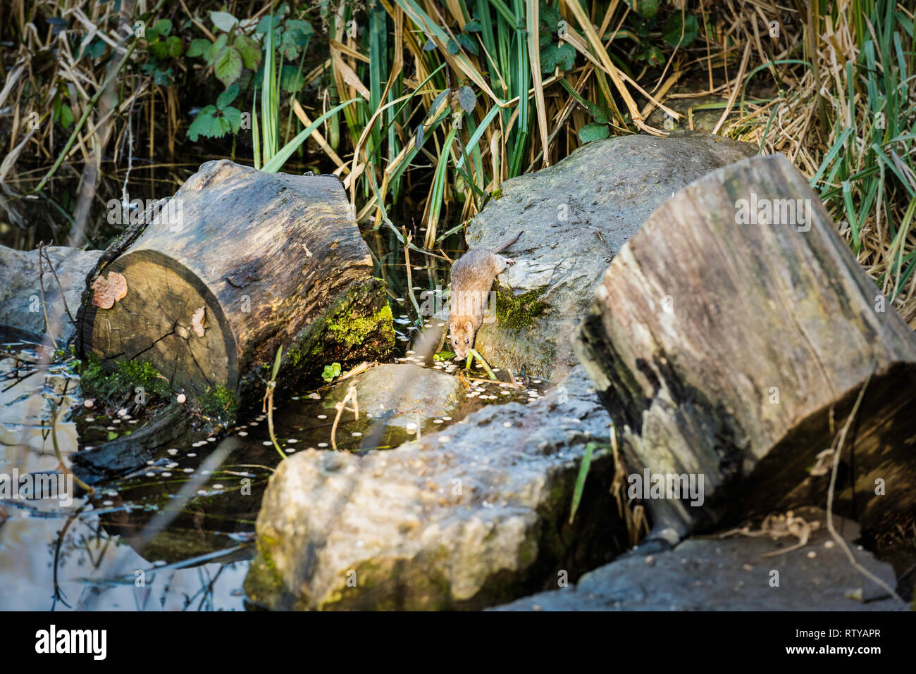 A Rat spotted in West Malling Country Park near Maidstone in Kent ...