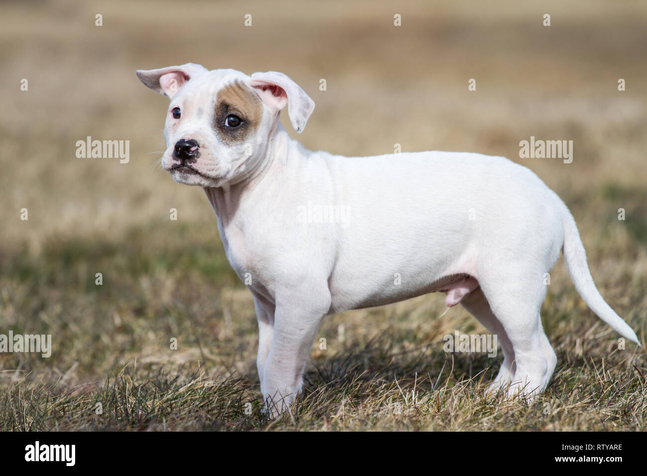 American Pit Bull Terrier puppy Stock Photo - Alamy