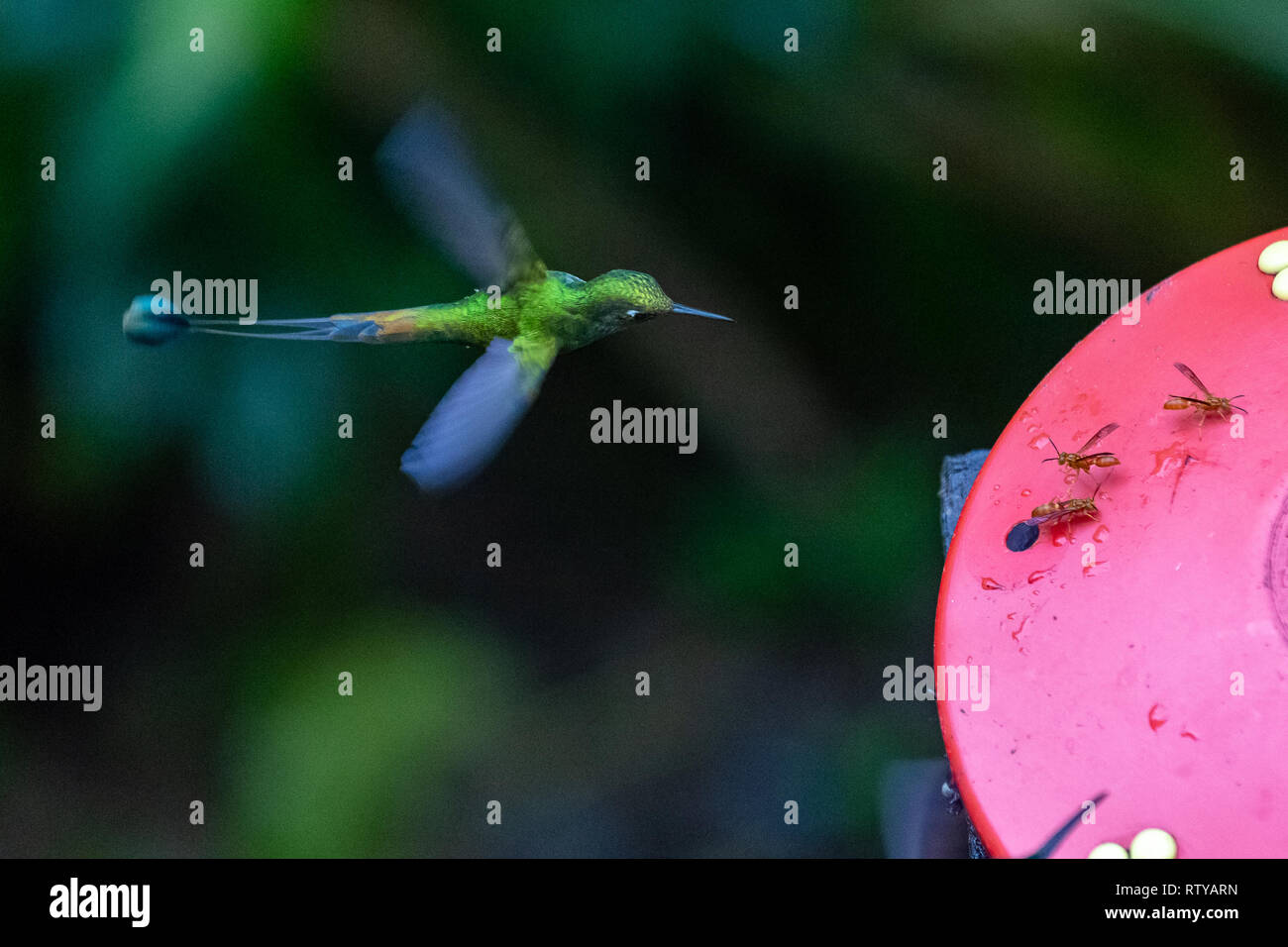 A beautiful long-tailed hummingbird shares the drinking fountain with ...
