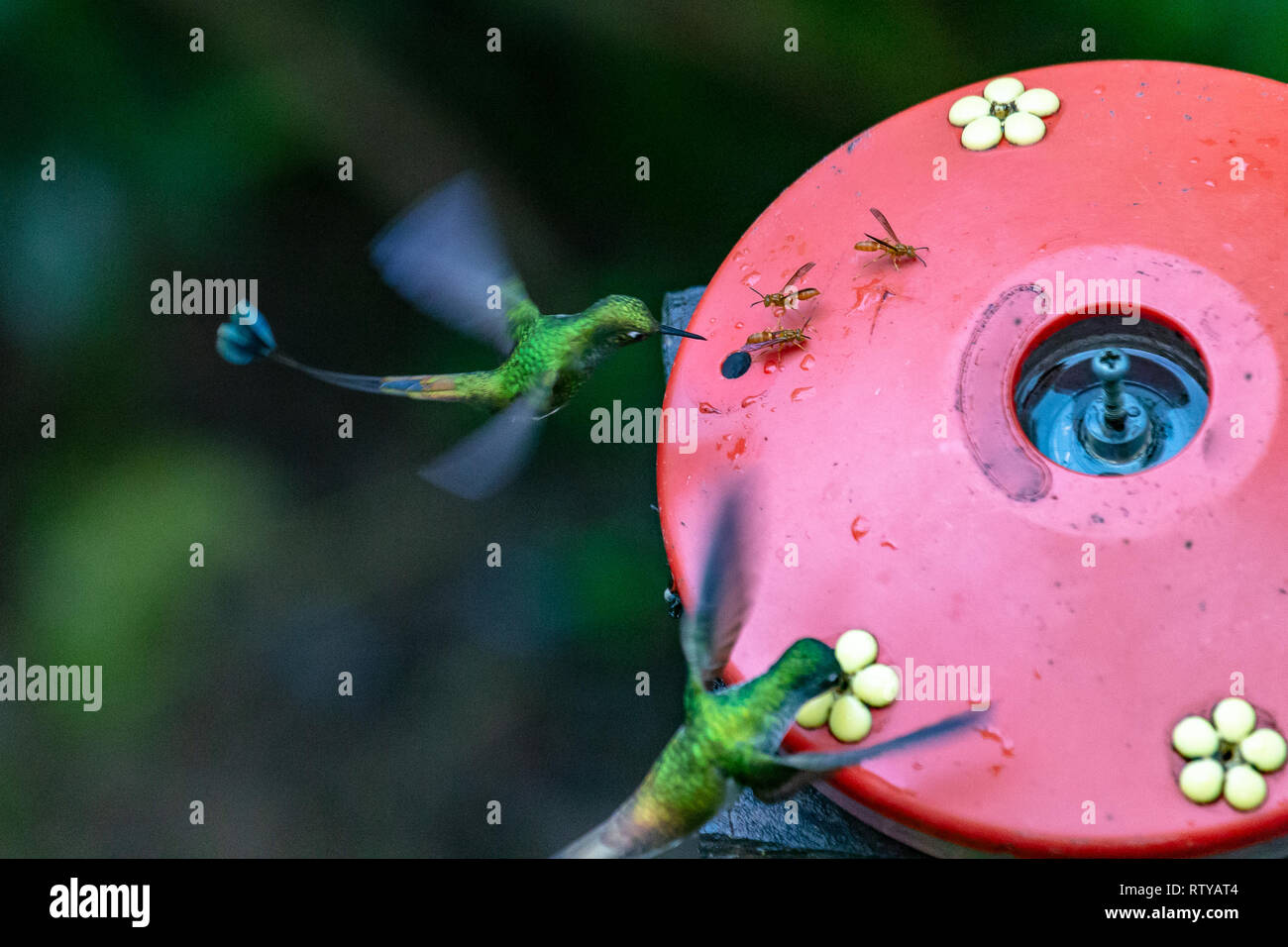 A beautiful long-tailed hummingbird shares the drinking fountain with ...