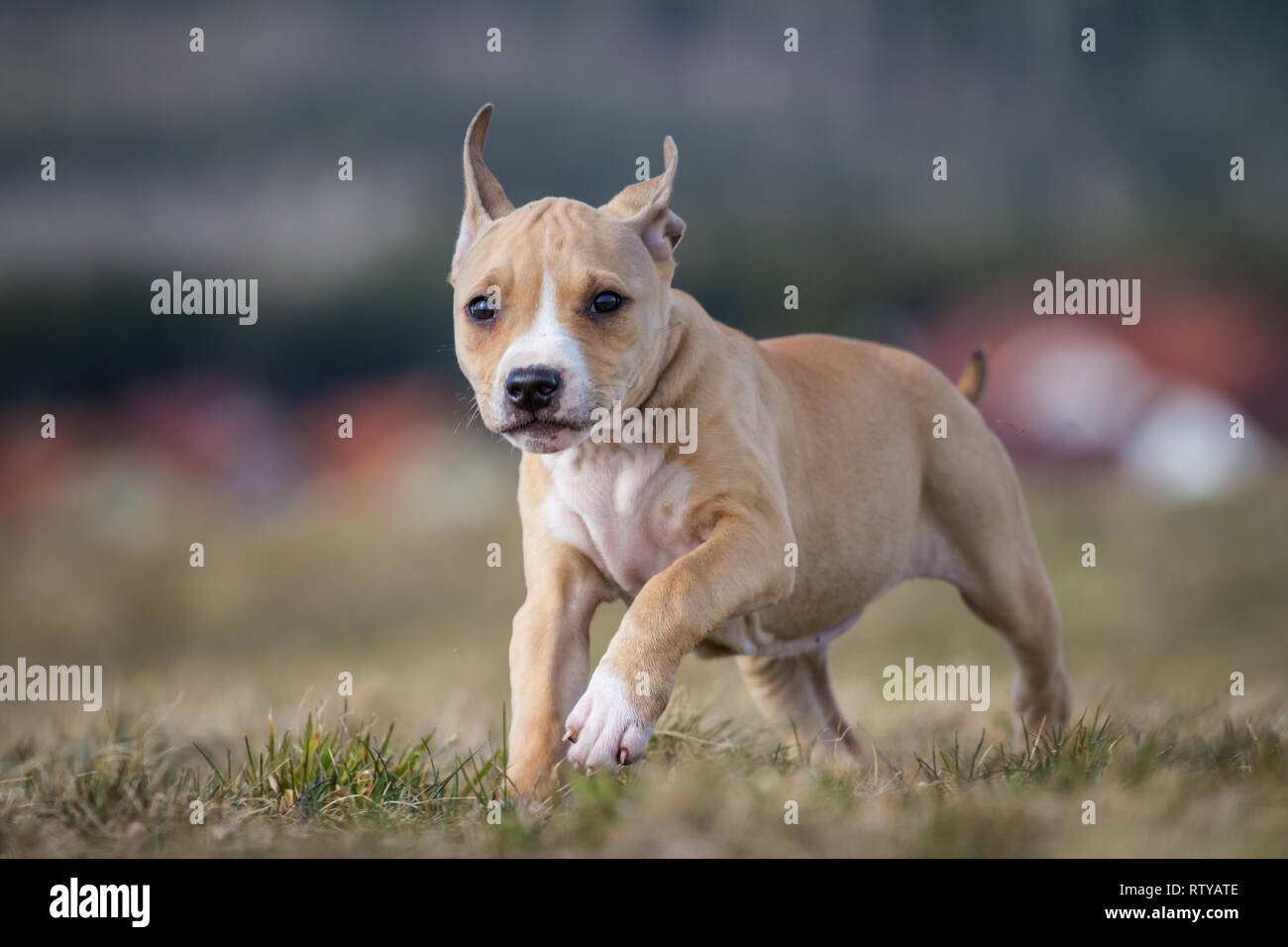 Bulldog type puppy running Stock Photo - Alamy