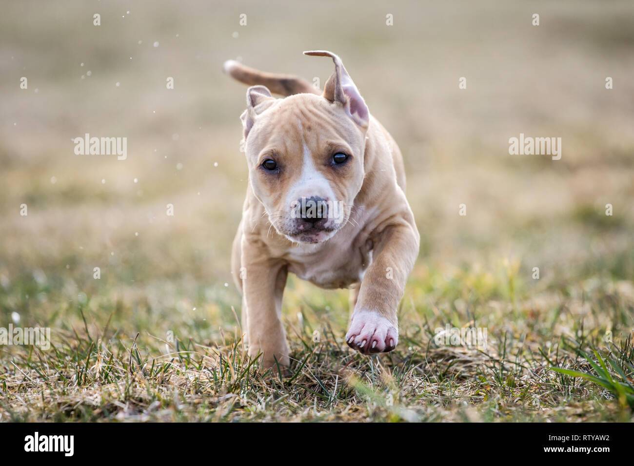 American Pit Bull Terrier puppy Stock Photo - Alamy