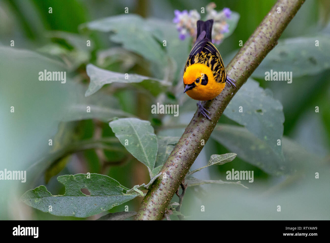 Black and yellow tanager hi-res stock photography and images - Alamy