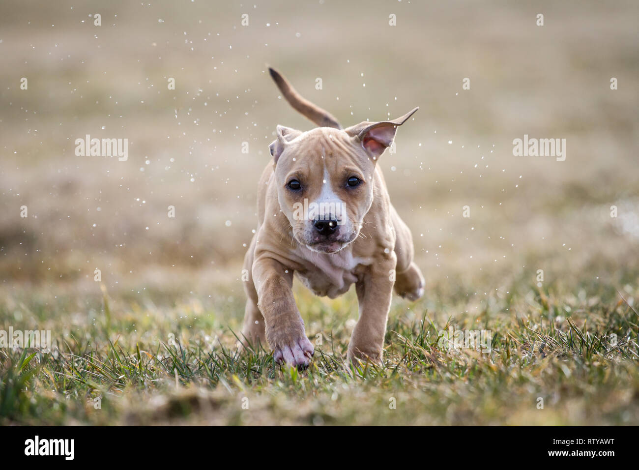Bulldog type puppy running Stock Photo - Alamy