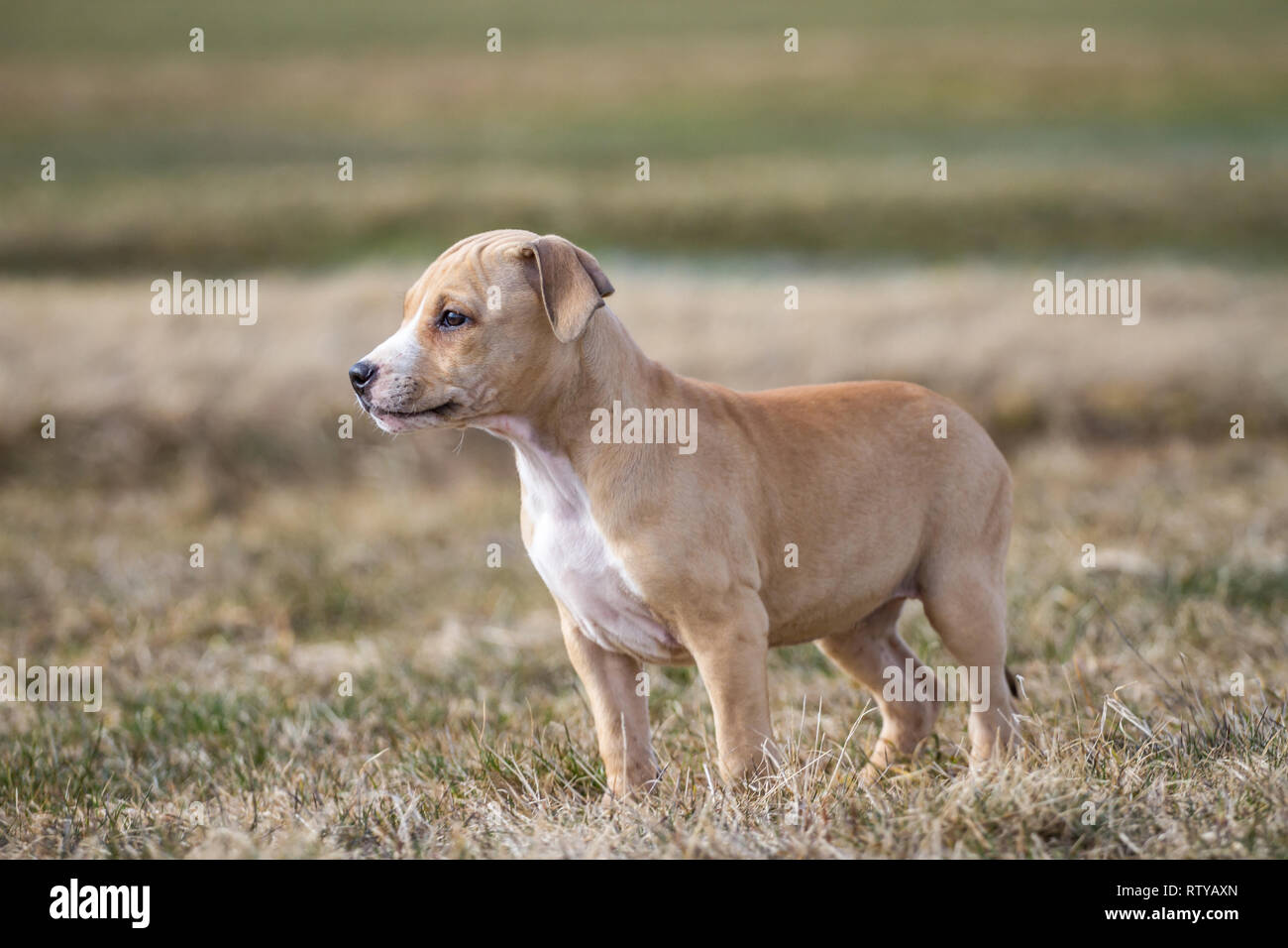 American Pit Bull Terrier puppy Stock Photo - Alamy