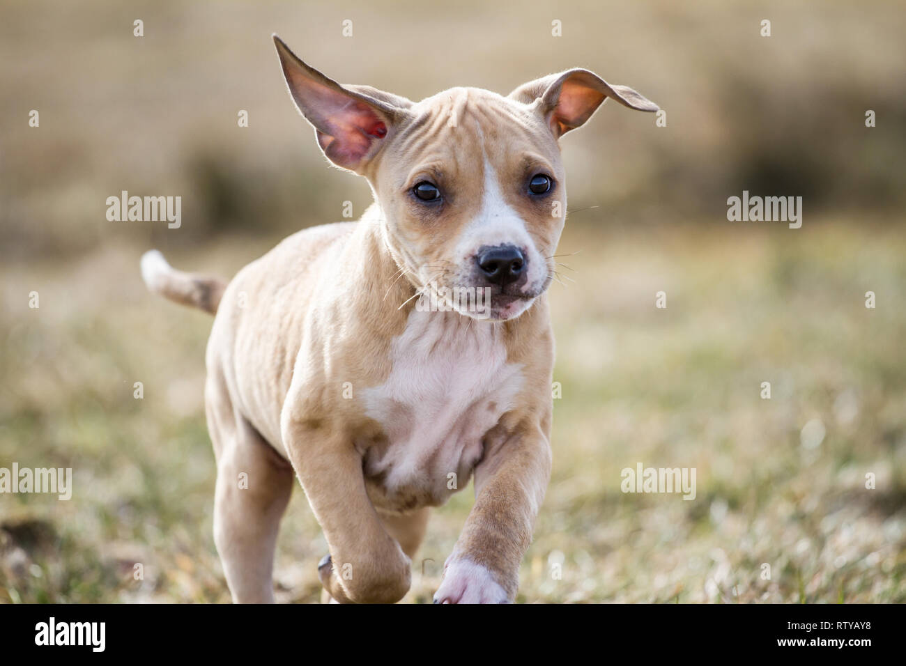 Pitbull Puppy Running High Resolution Stock Photography and Images - Alamy