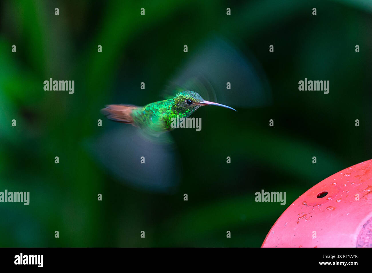 Hummingbirds jungle hi-res stock photography and images - Alamy