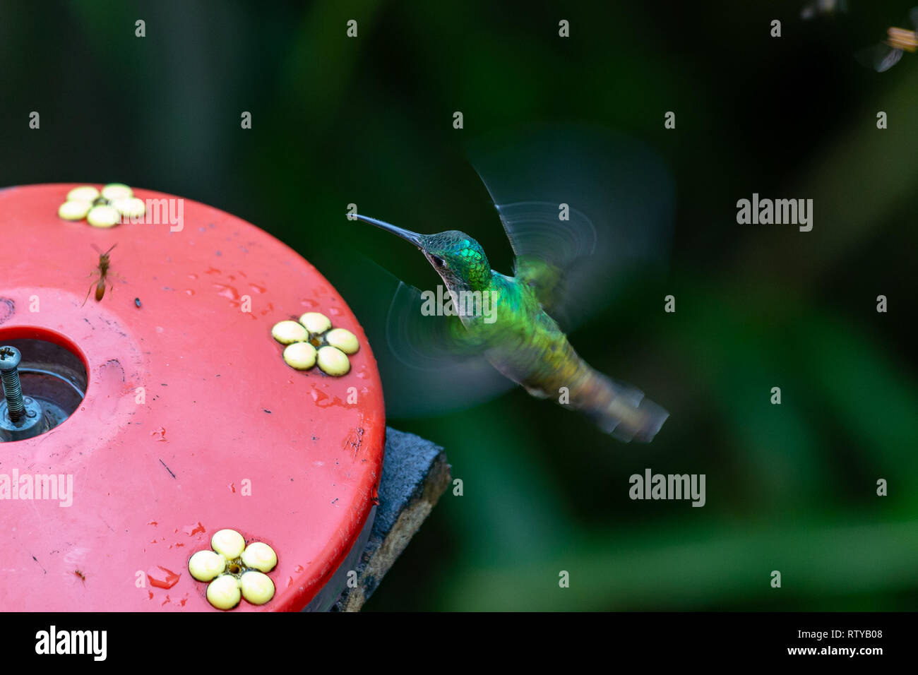 Beautiful hummingbirds share the sprue moving their wings at high ...