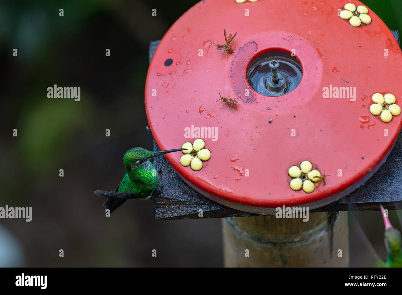 Small hummingbird standing on the edge of a drinking fountain Stock ...