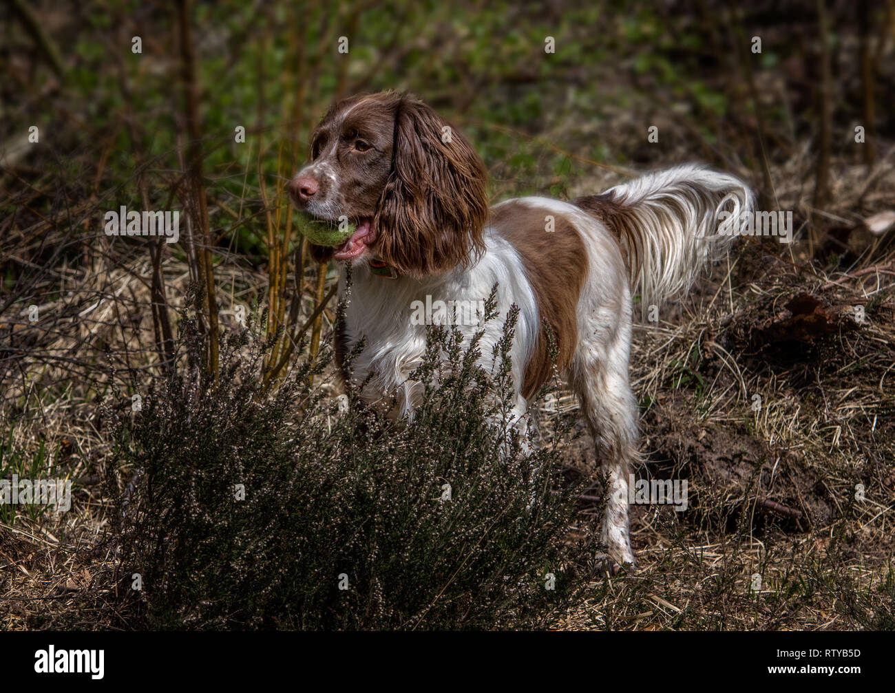 Spaniel playing in the woods with a ball Stock Photo - Alamy