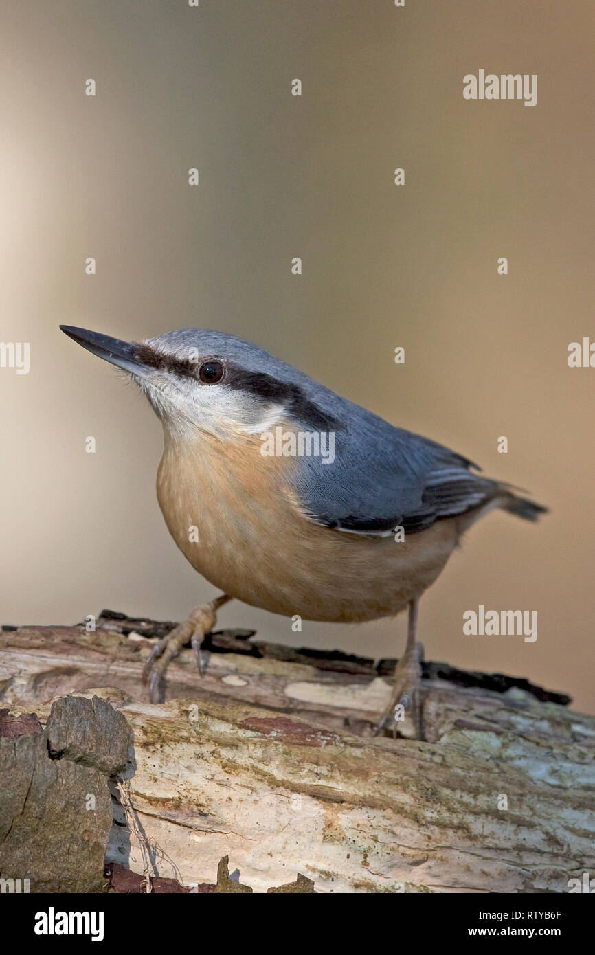Sitta europaea nuthatches hi-res stock photography and images - Alamy