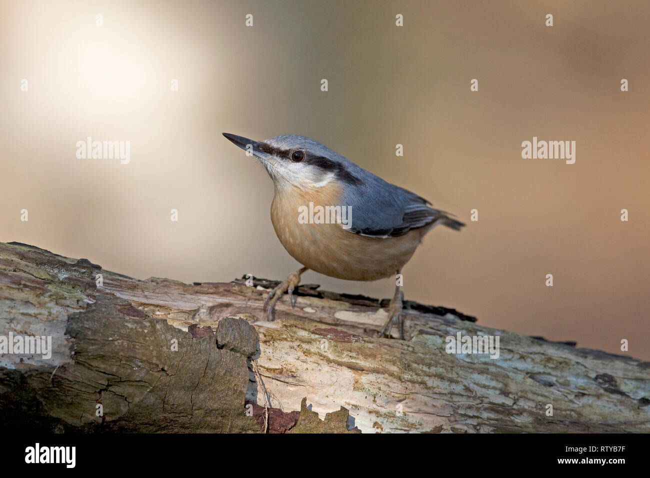 Sitta europaea nuthatches hi-res stock photography and images - Alamy