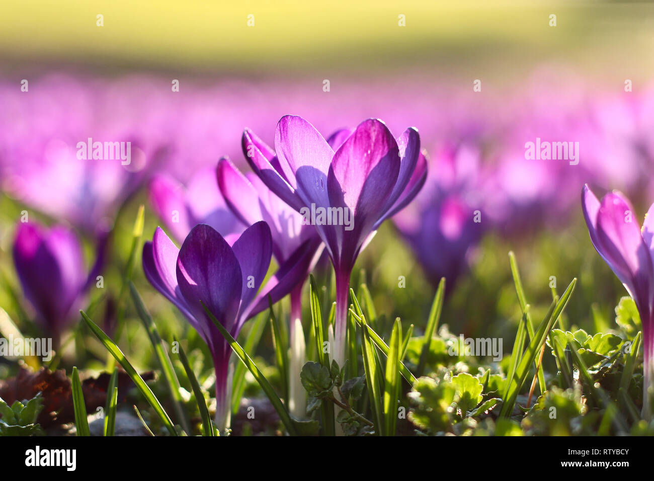 Spring crocus field Stock Photo - Alamy