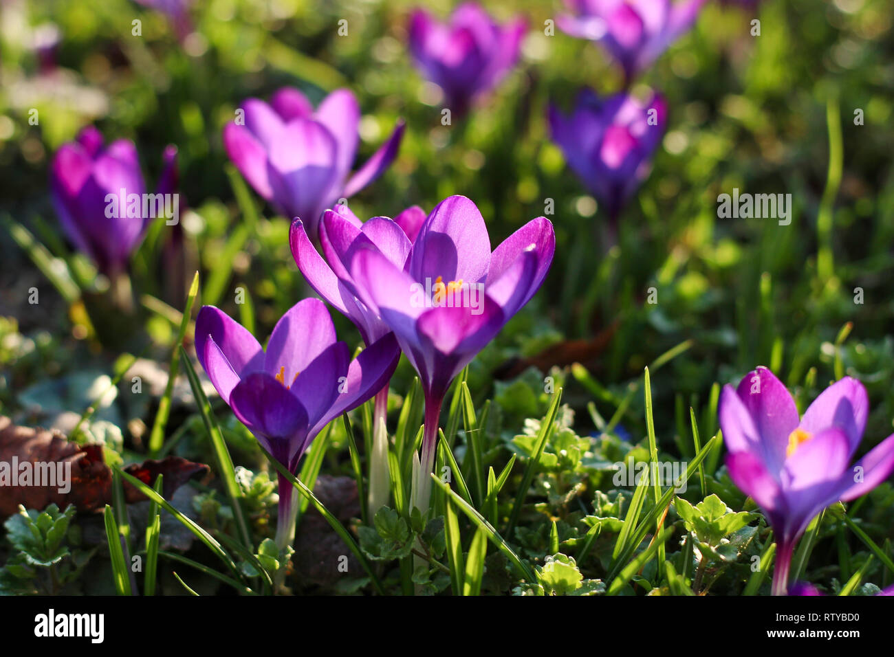 Spring crocus field Stock Photo - Alamy