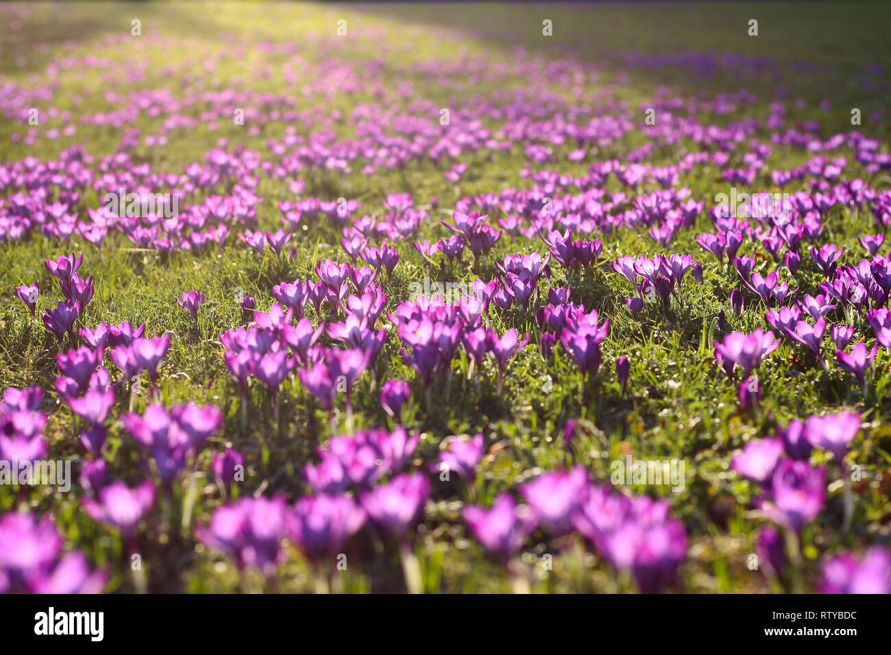 Spring crocus field Stock Photo - Alamy