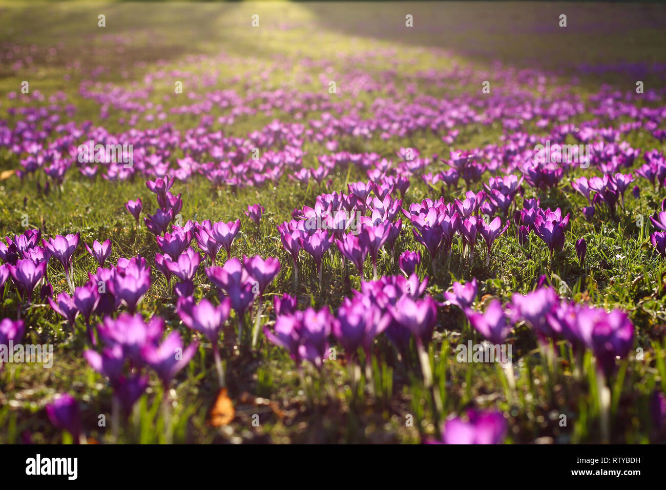 Spring crocus field Stock Photo - Alamy