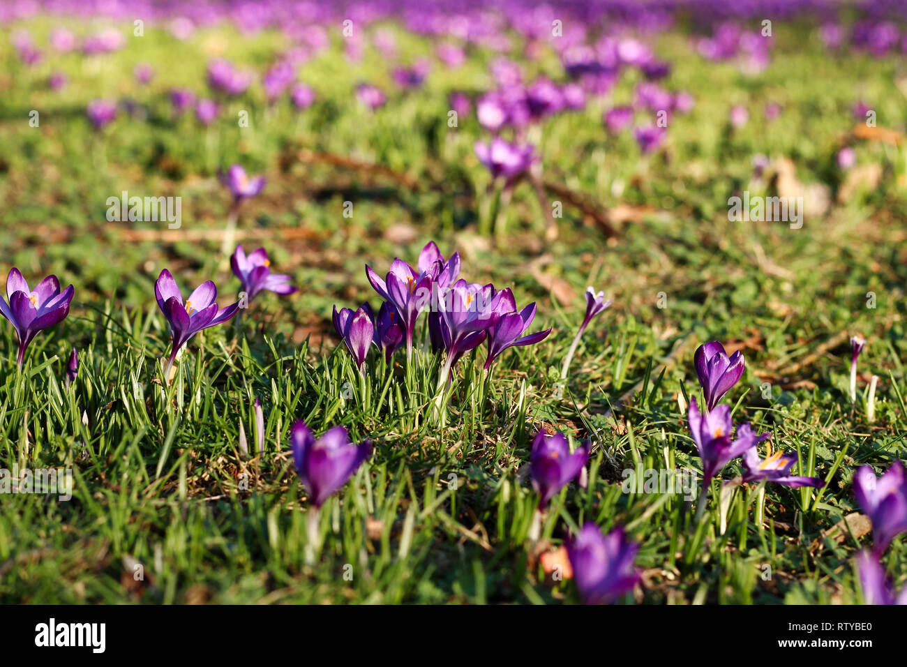 Spring crocus field Stock Photo - Alamy