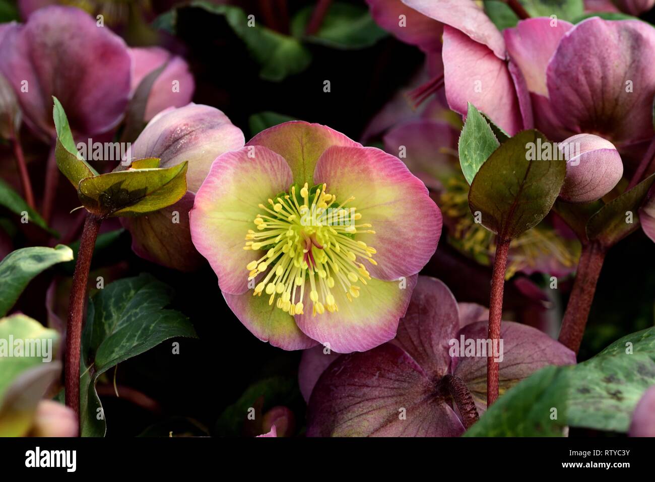 Hellebore penny's pink hi-res stock photography and images - Alamy