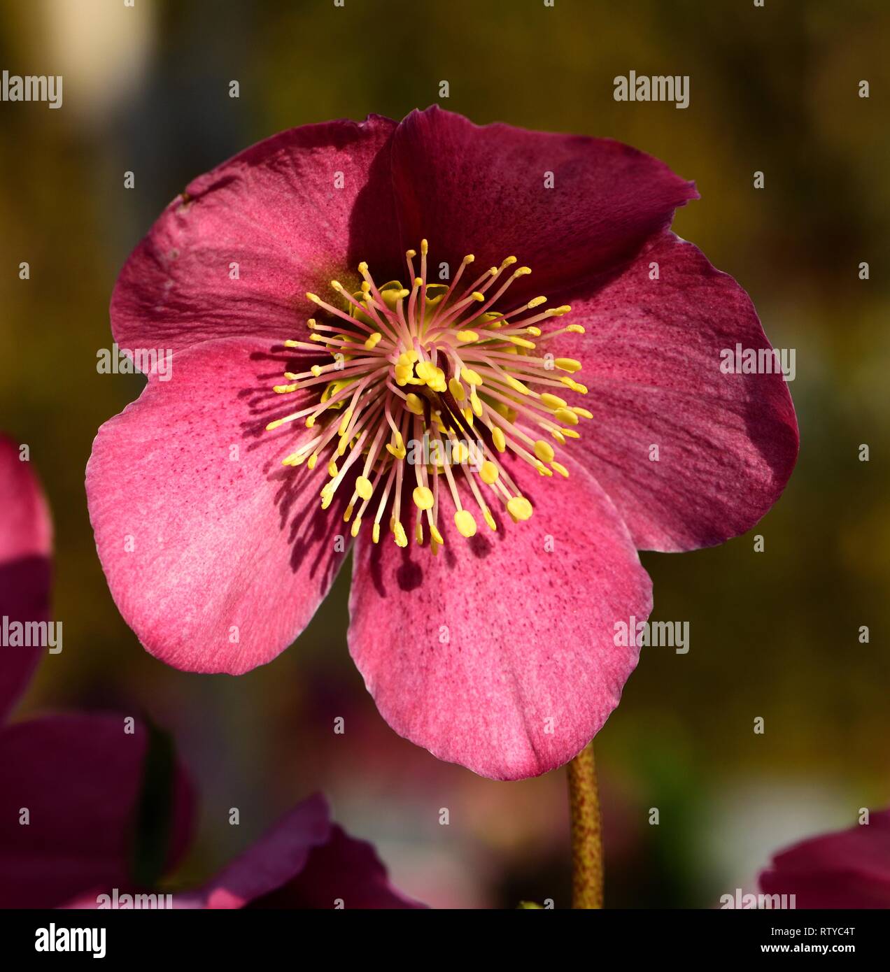 Helleborus madame lemonnier hi-res stock photography and images - Alamy