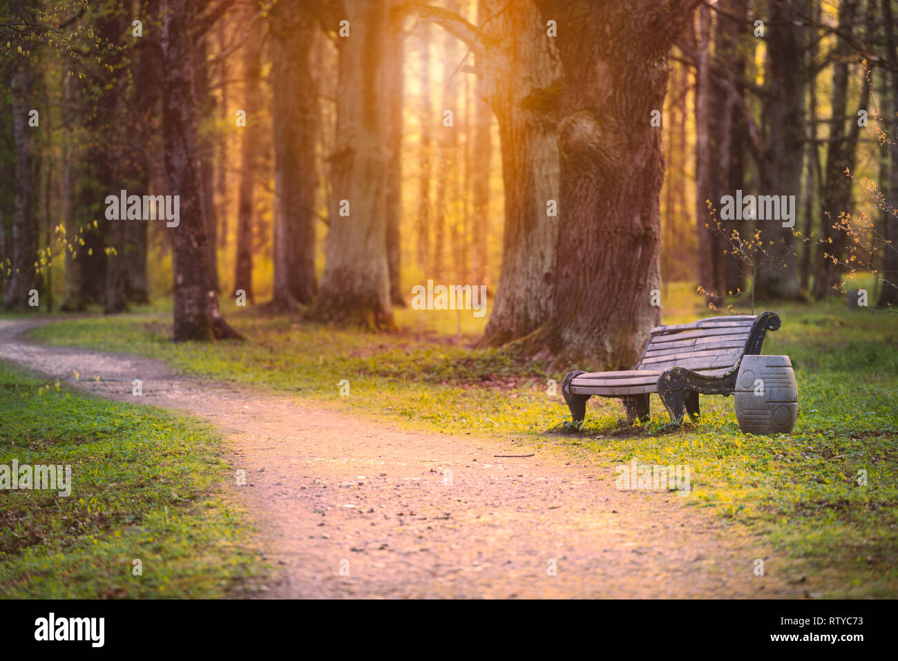Emplty curved sand forest path at sunset or sunrise. Trees and bench on ...
