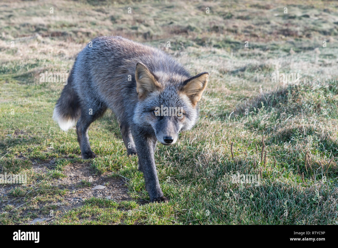 Grey fox cub hi-res stock photography and images - Alamy