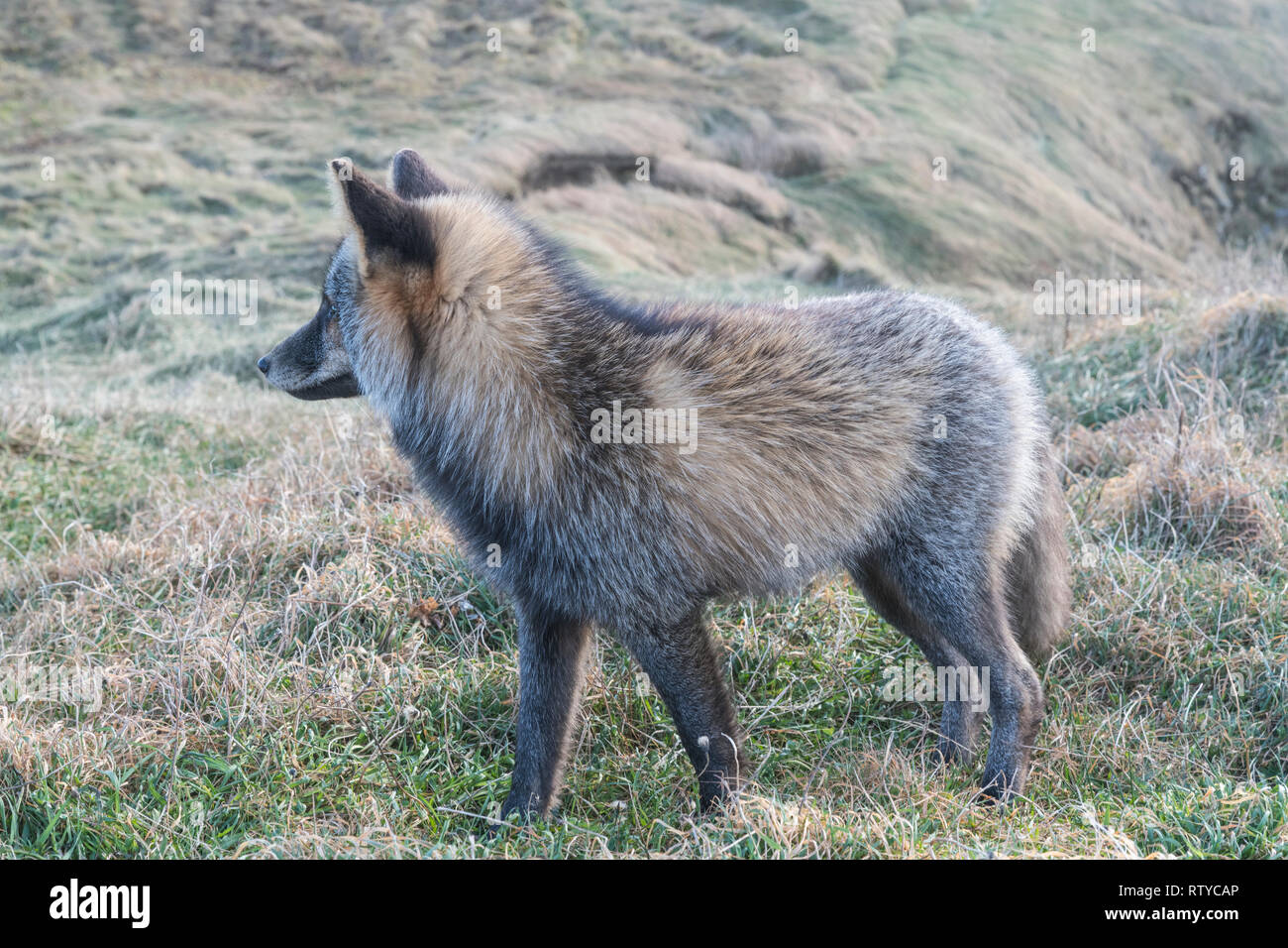 Young red fox melanistic colour at Cape St. Mary's, Newfoundland ...