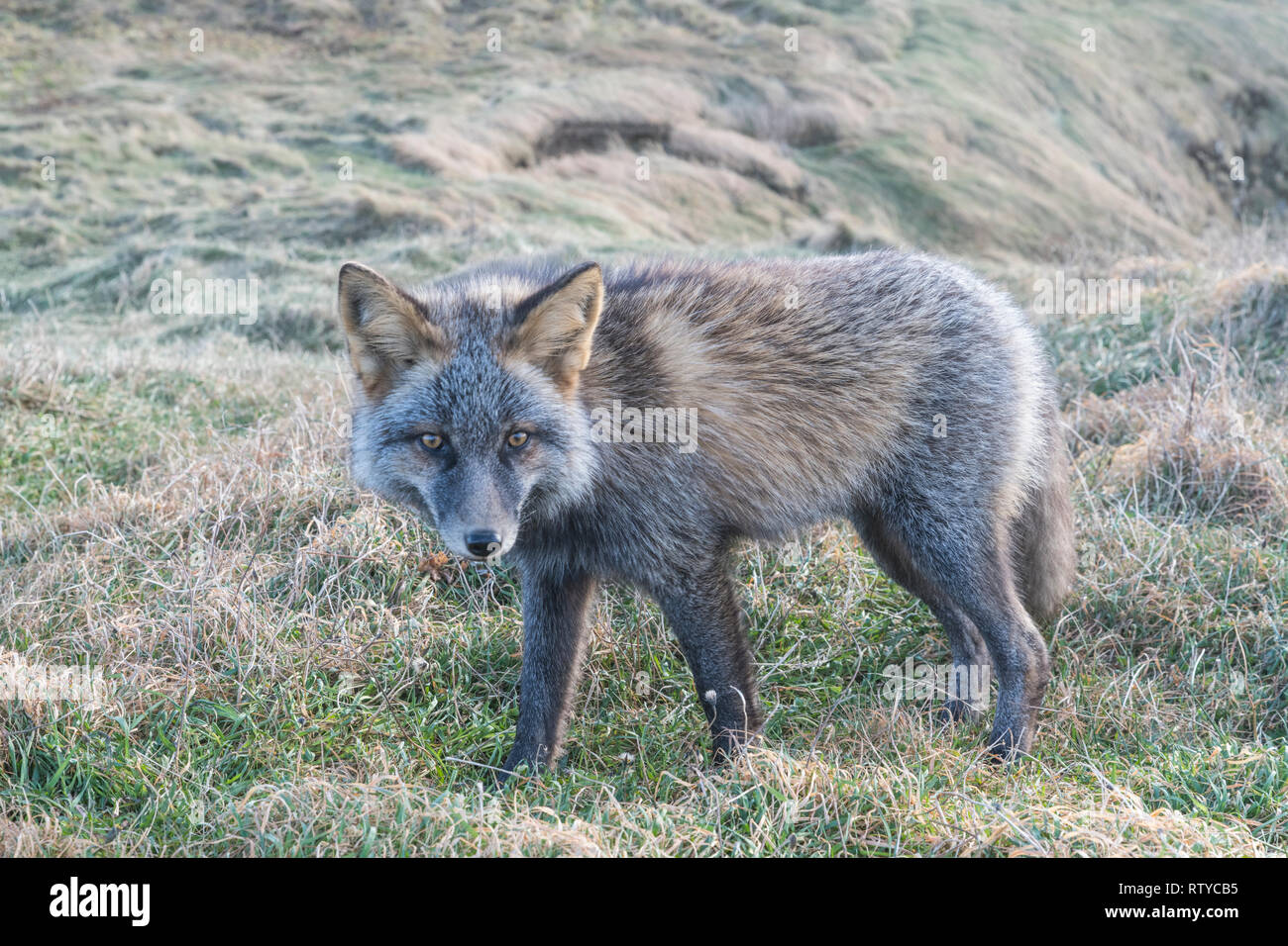 Grey fox cub hi-res stock photography and images - Alamy