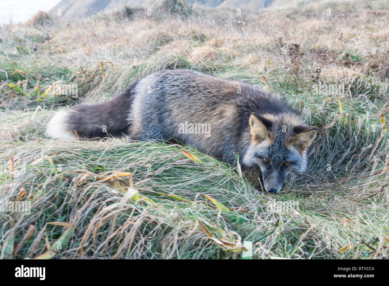 Young red fox melanistic colour at Cape St. Mary's, Newfoundland ...