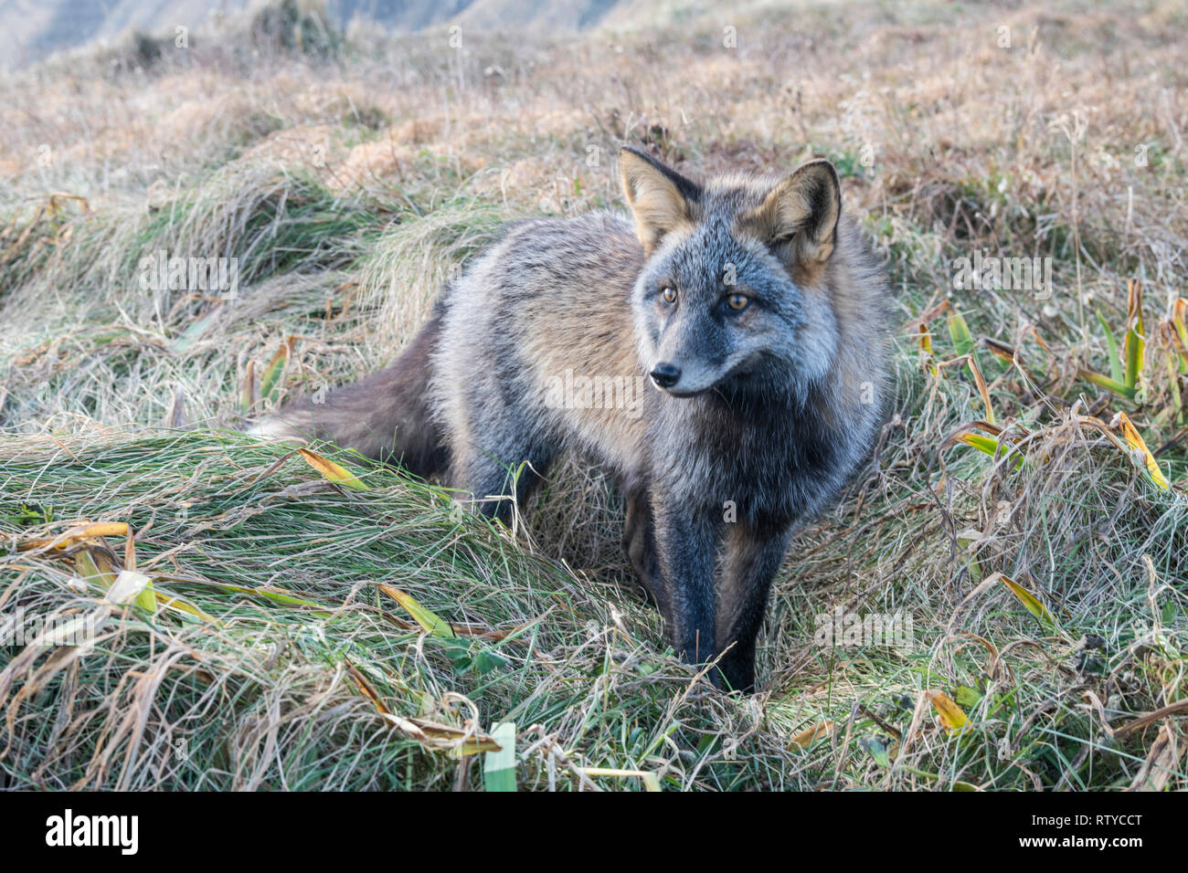 Cape fox hunting hi-res stock photography and images - Alamy