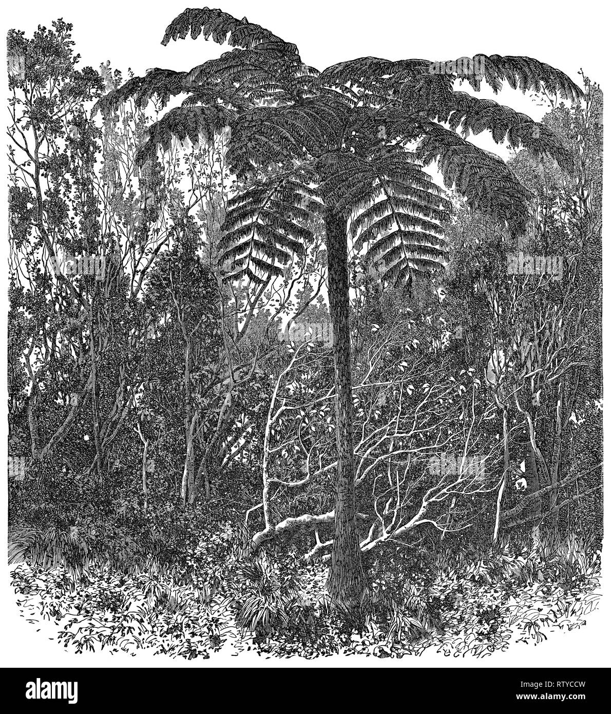 1880 vintage engraving of a tree fern (genus Cyathea) in Madagascar ...