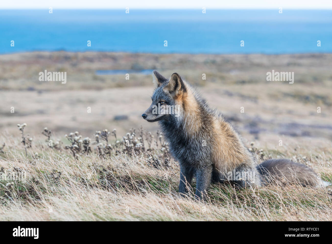 Young red fox melanistic colour at Cape St. Mary's, Newfoundland ...