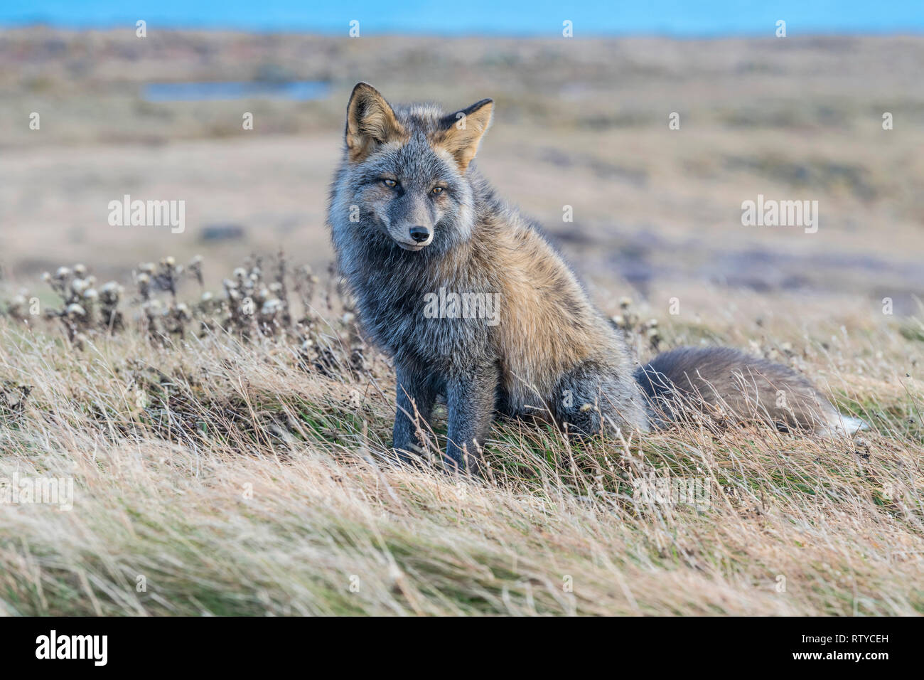 Young red fox melanistic colour at Cape St. Mary's, Newfoundland ...
