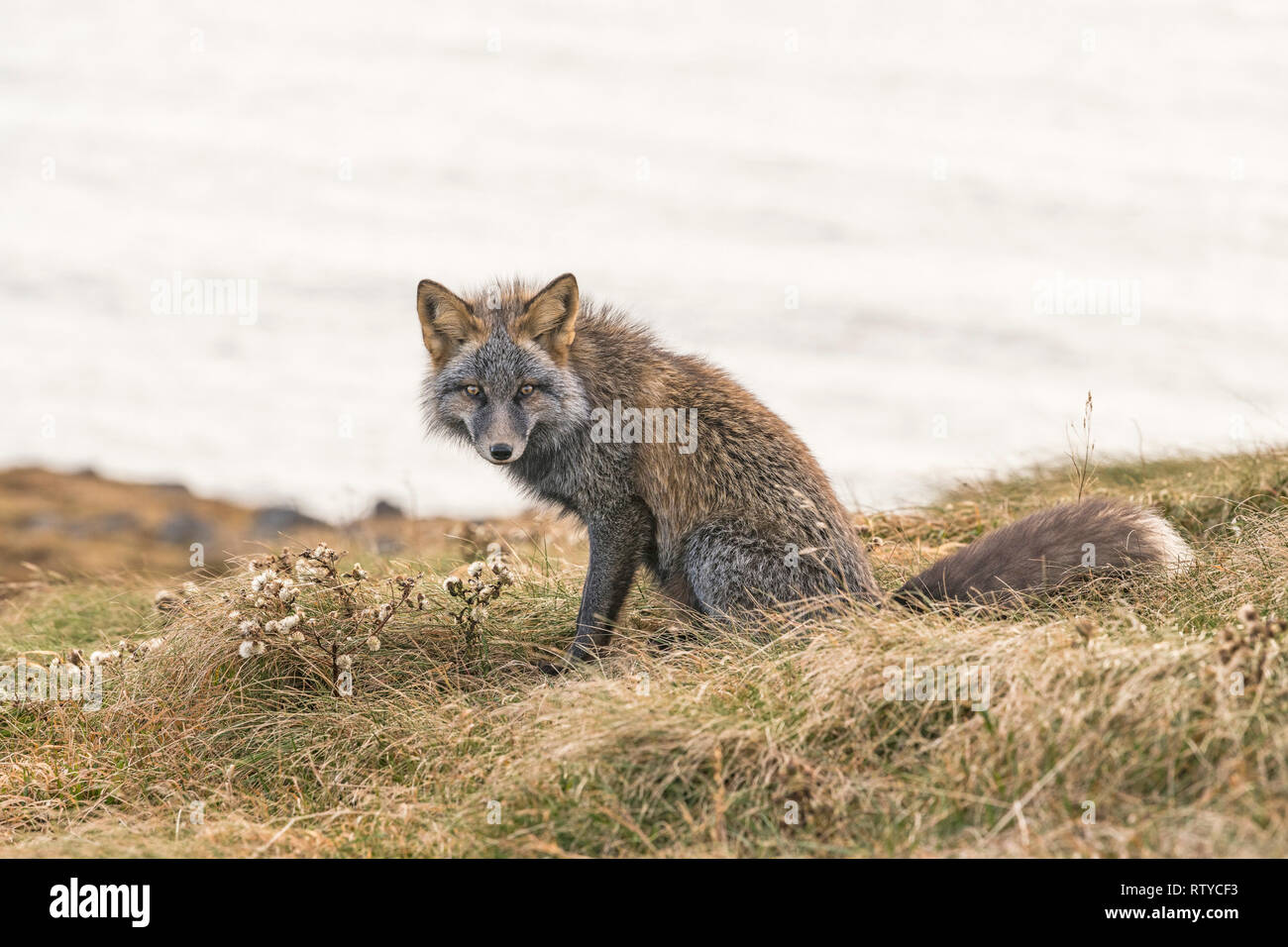 Young red fox melanistic colour at Cape St. Mary's, Newfoundland ...