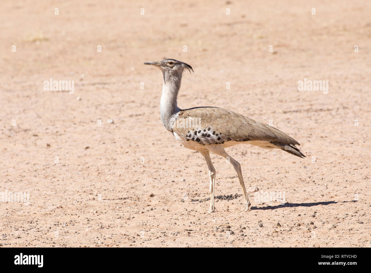 Kori Bustard (Ardeotis kori), Kgalagadi Transfrontier park, Northern ...