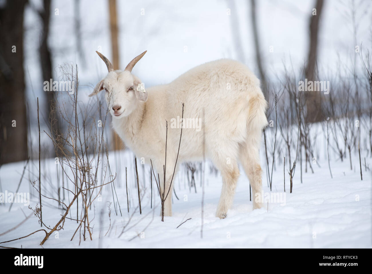 Kiko goat hi-res stock photography and images - Alamy