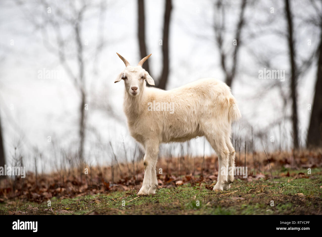 Kiko goat hi-res stock photography and images - Alamy