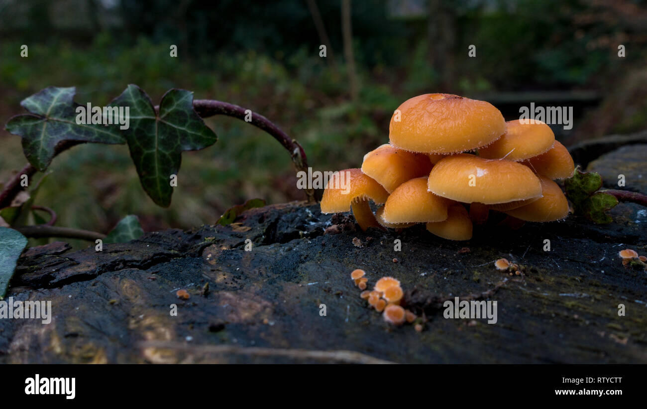 Surviving being frozen solid, a large clump of small orange fungi ...